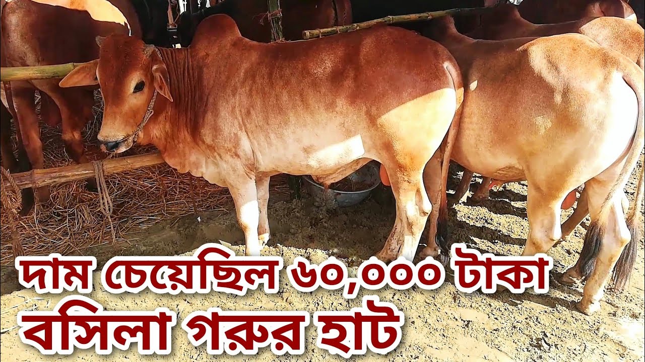 DESHAL GORU | ASKING 60,000 | Mohammadpur Bosila Gorur Haat - YouTube