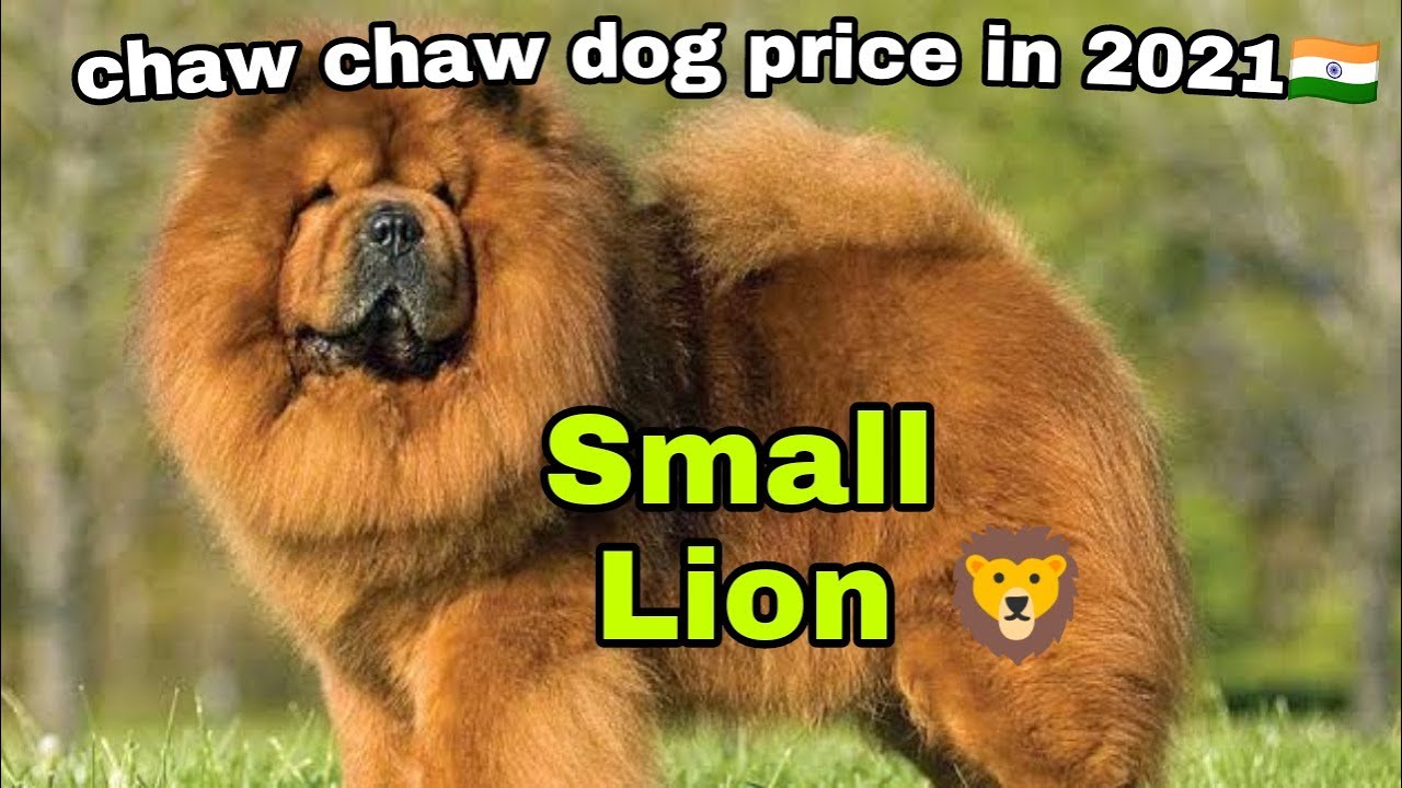 Chaw Chaw Dog price in India, and Chaw Chaw Dog fact in hindi - YouTube