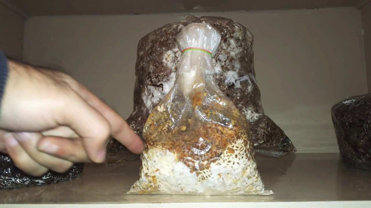 Grow your own Mushroom Spawns at Zero Cost right at your Home - YouTube