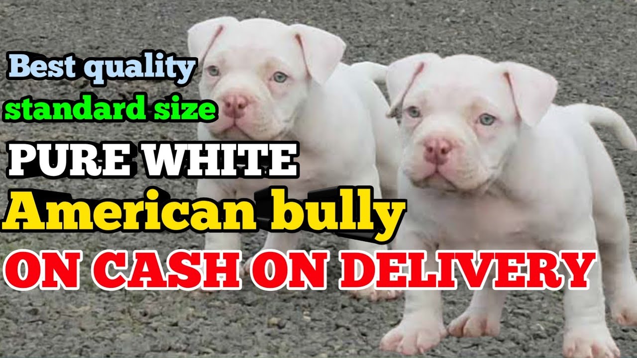 Are Bones Safe For American Bully Puppies