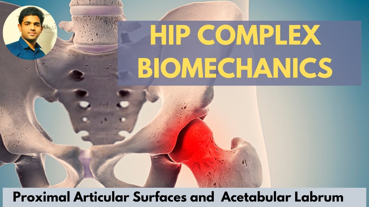 Hip joint, articular surface, acetabular labrum-(Hip Complex ...