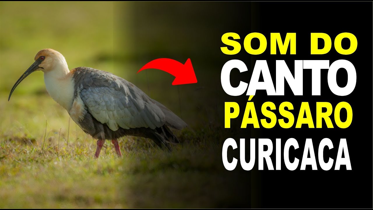 Som do canto do pássaro CURICACA na Natureza - YouTube
