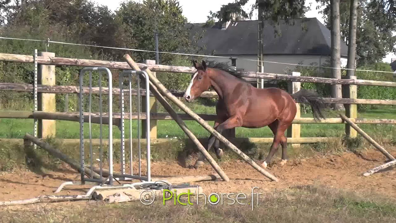 Cybelle de Moens, jument à vendre par Royal Iris d'Argouges - YouTube