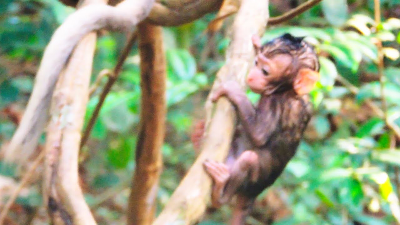 Adorable baby monkey training to clump the tree - YouTube