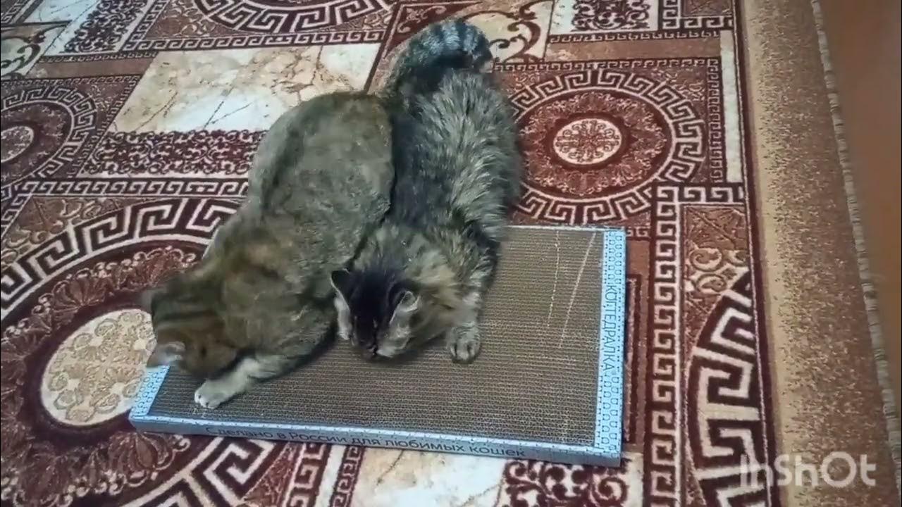 Одна на двоих😻😻 - YouTube
