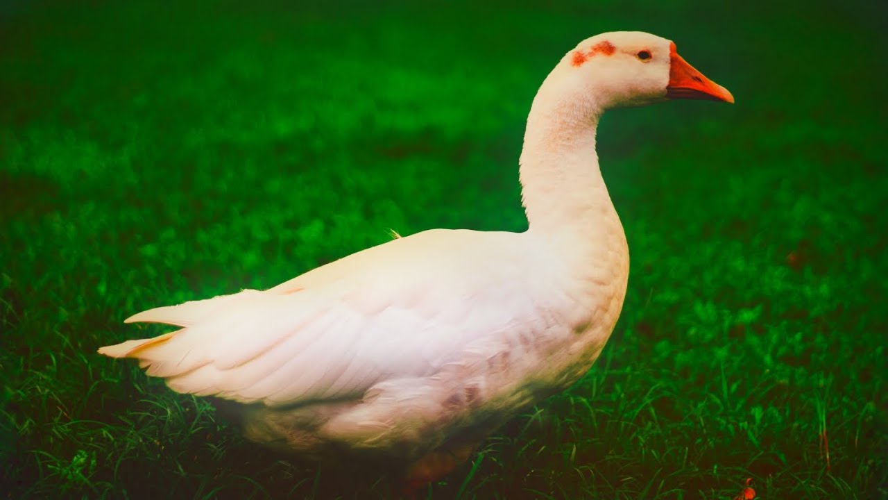 Goose Sound Effect (HD) - YouTube