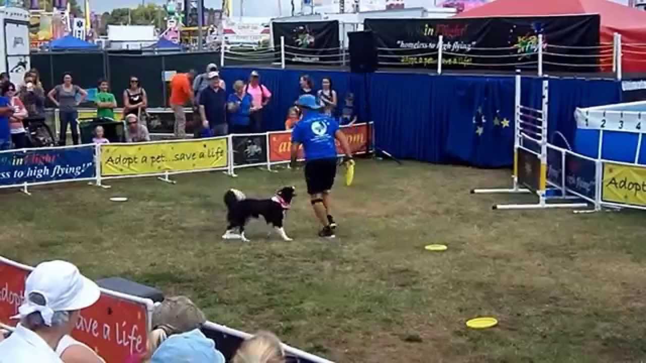 Frisbee Dog Fail VA State Fair 2014 - YouTube