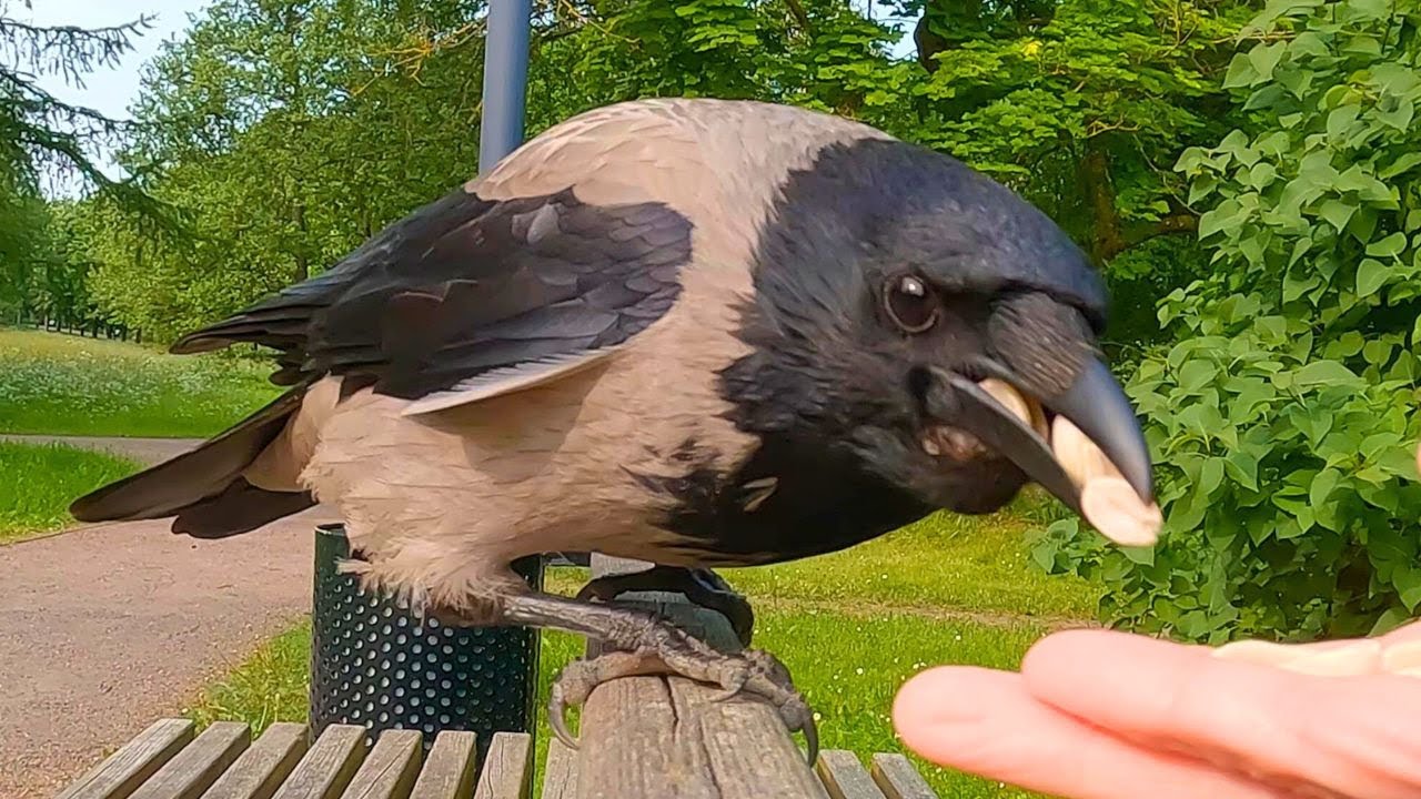 Hand Feeding Hooded Crow Again on a Park Bench [4K] with Babies Cawing ...