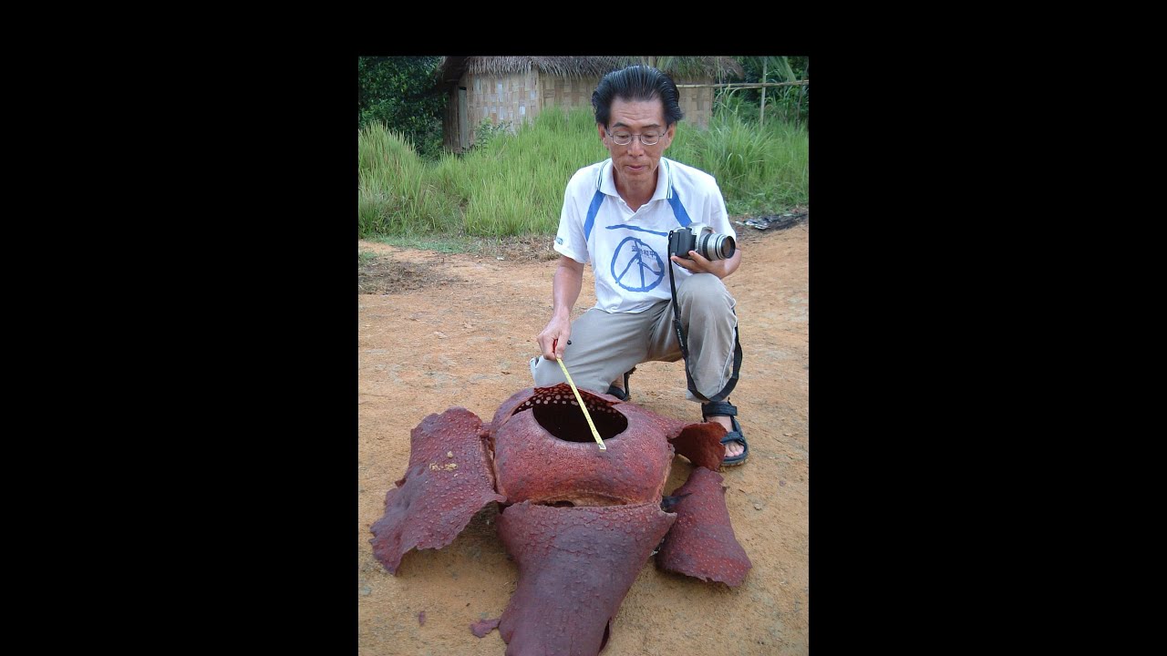 甘仓林 Forest Gan, G.Chamah,7-10th April 2006 - YouTube