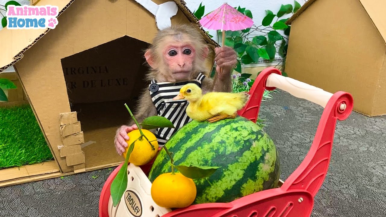 Bibi Takes Duckling To Pick Fruit Youtube