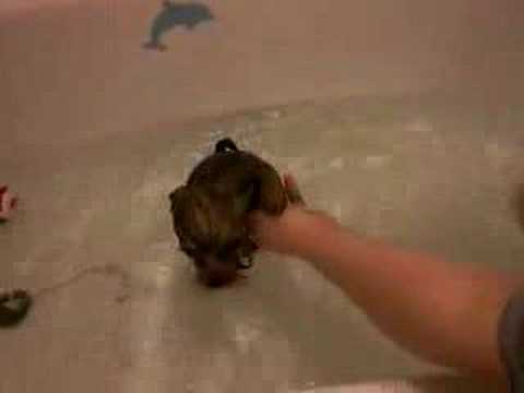 Pepsi's First Bath - YouTube