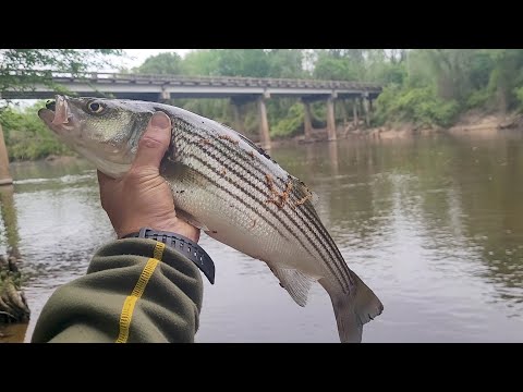 Tar River : Striper, Crappie Fishing with Twin Brother - YouTube