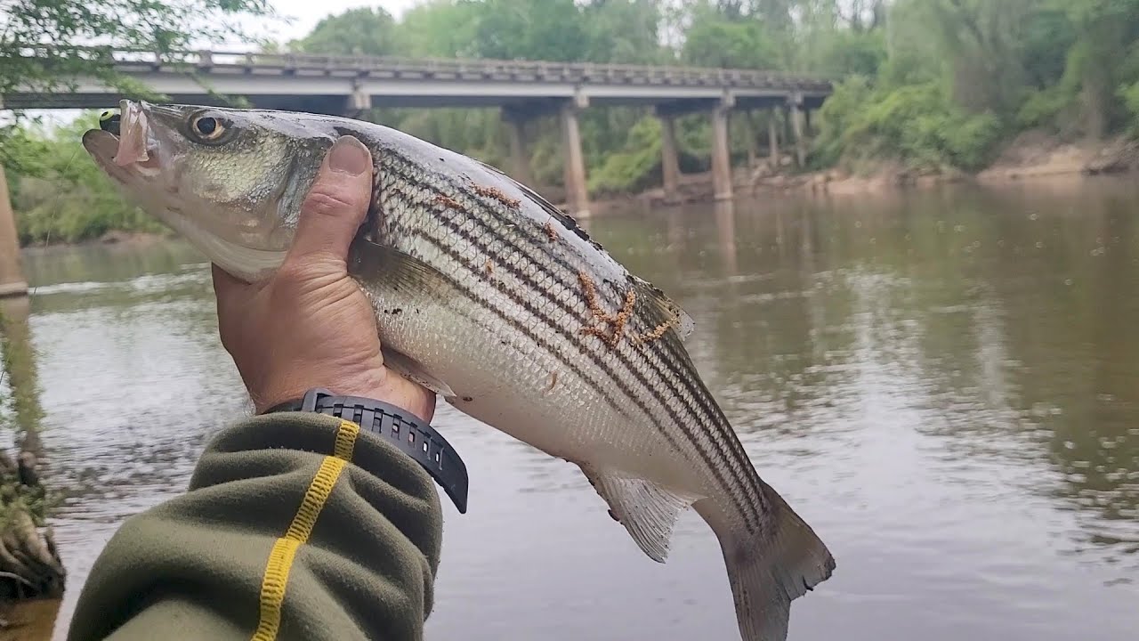 Tar River : Striper, Crappie Fishing with Twin Brother - YouTube