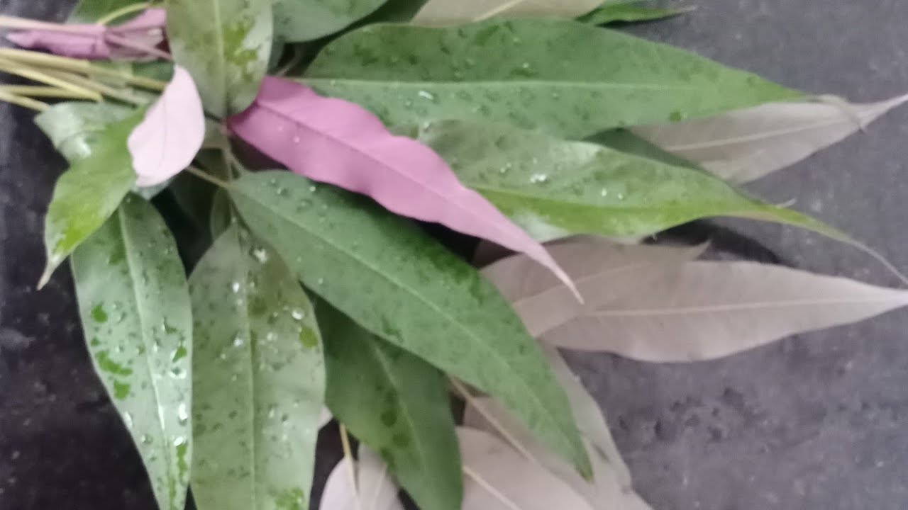 Nochi Leaf Benefits in Tamil & Ancient Steam inhalation method for ...