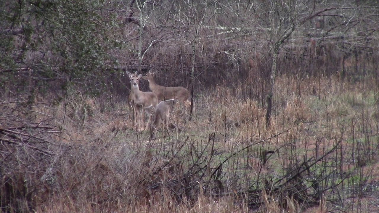 Deer Hunting... (ABOUT FREAKING TIME!!!!!!!) Its not always about the ...