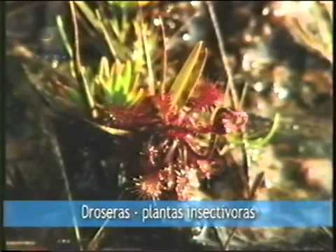 Reportaje Bitacora Valentina Quintero Roraima - YouTube