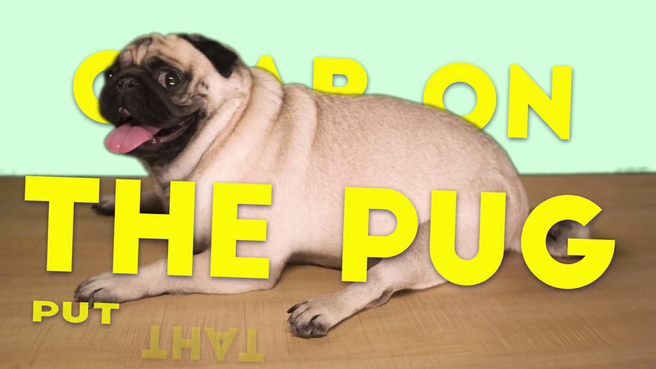 Shape of Pug (Shape of You) - YouTube
