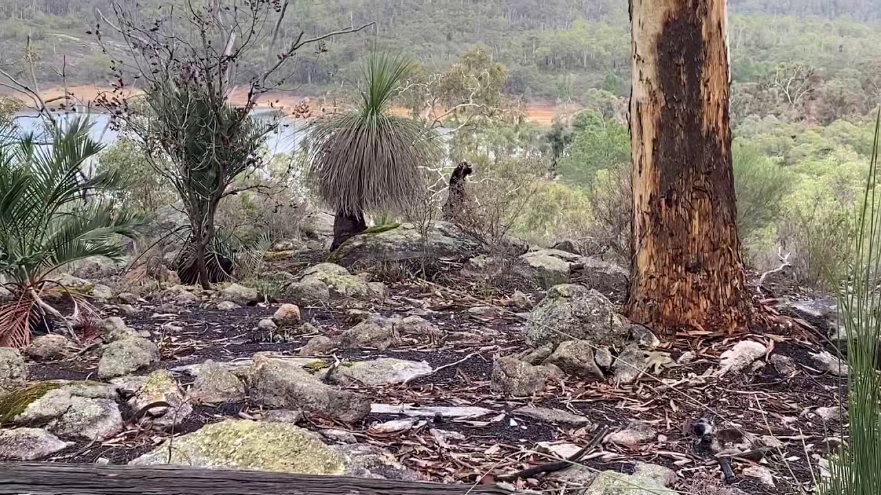 Yowie Face, Yowie Statue, Grass Tree - YouTube