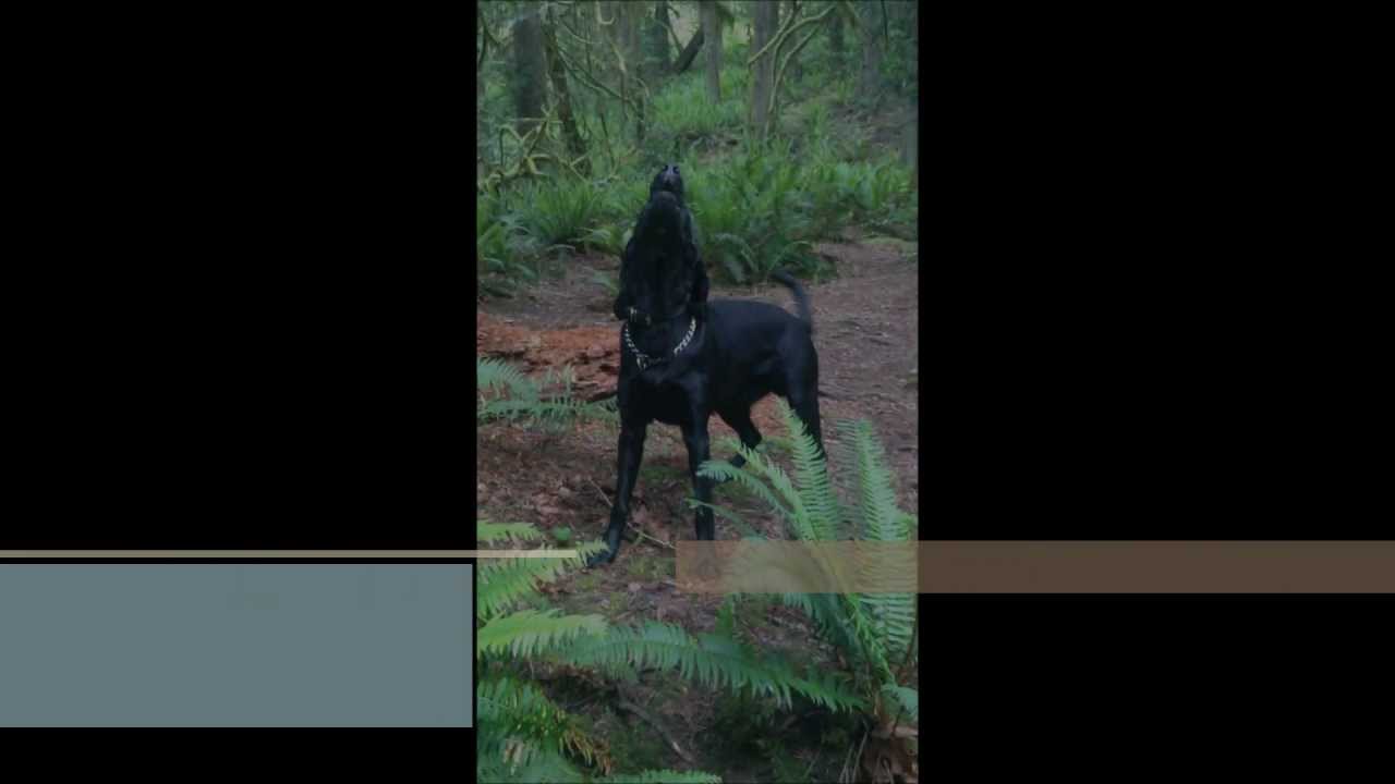 MOOSE The Howling coonhound - YouTube