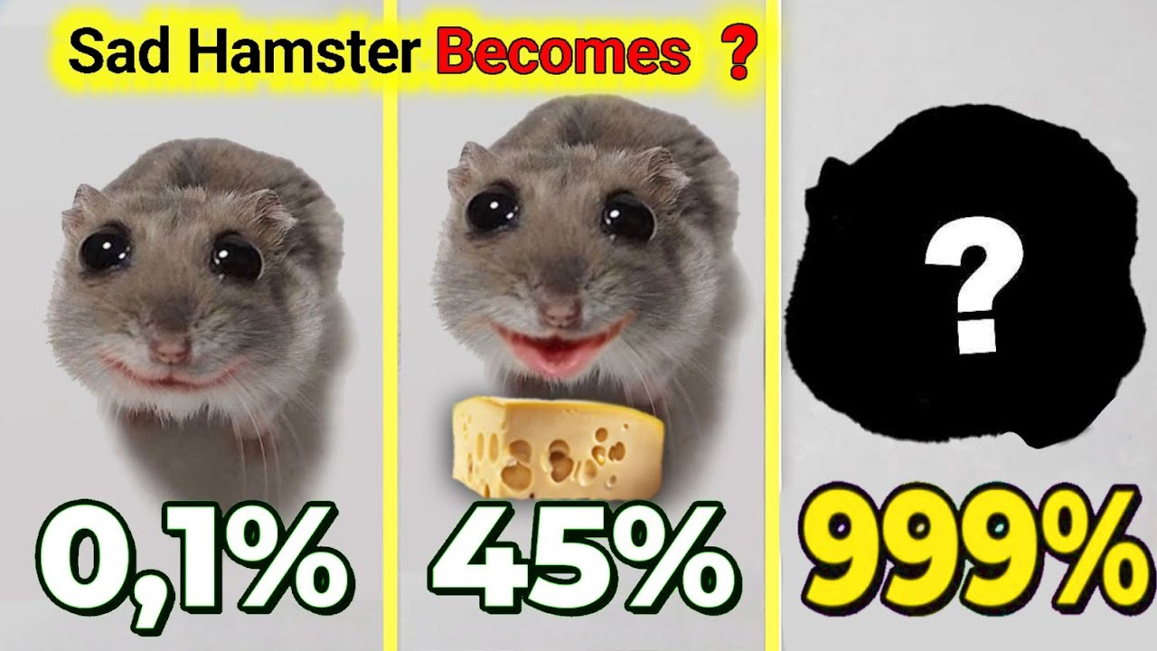 Sad Hamster Becomes More Happy - YouTube