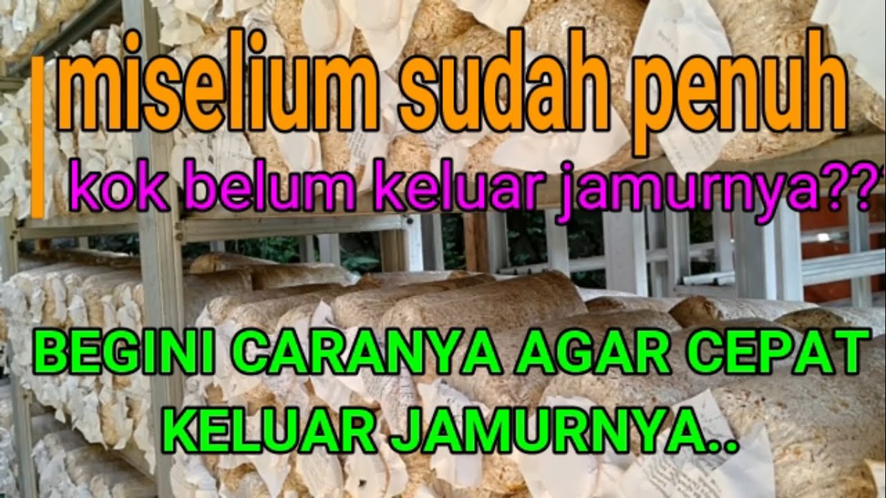 miselium sudah full, tapi belum keluar jamur - YouTube