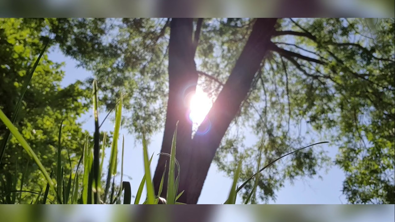 ASMR - Nature Sounds ( birds, giggles kids ) - YouTube