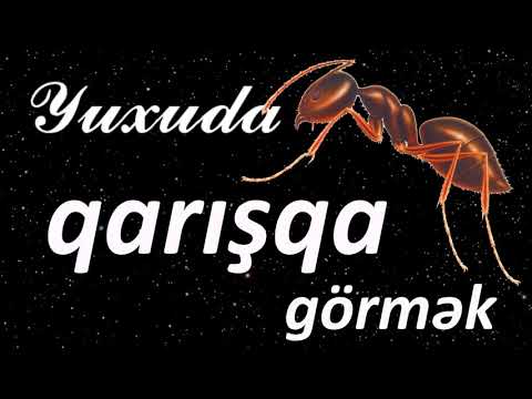 Yuxuda qarışqa görmək ☾✵ Qısa Yuxuyozma