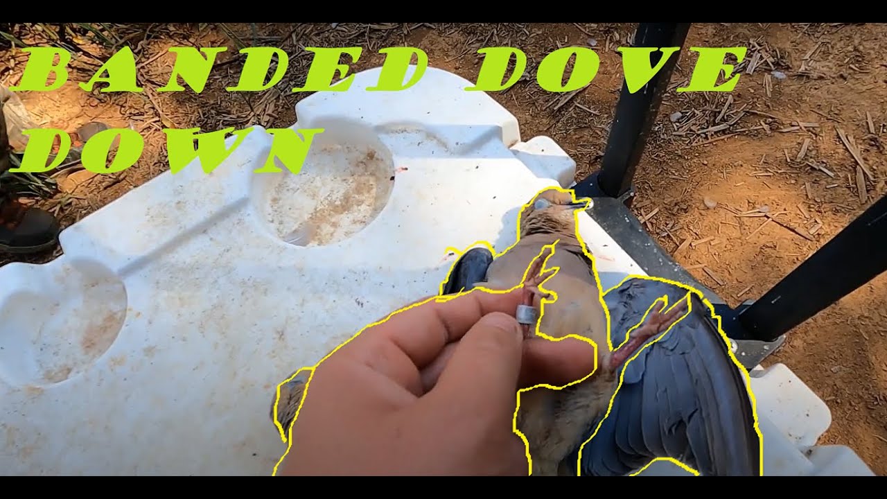 RARE!!!! Alabama Dove Hunt - YouTube