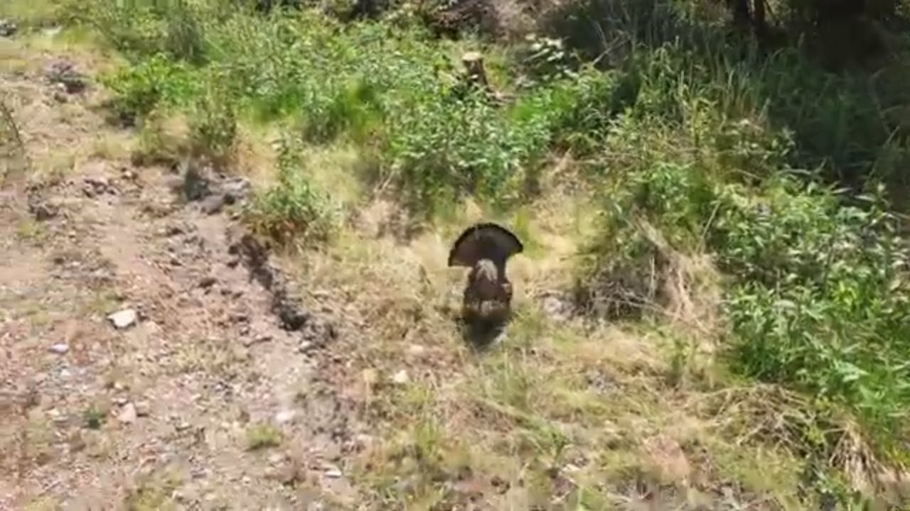 Mother Grouse Getting Angry. - YouTube