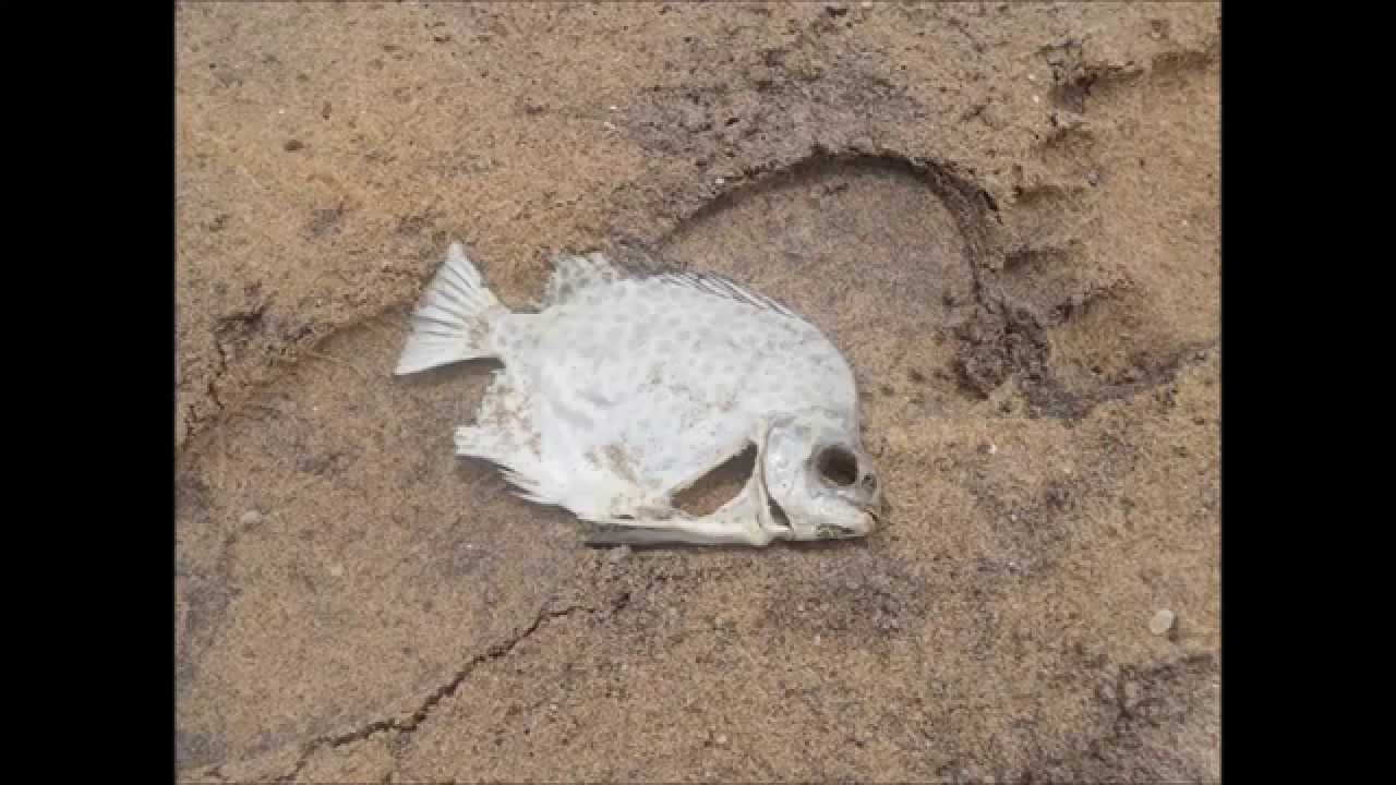 World Without Fish - YouTube
