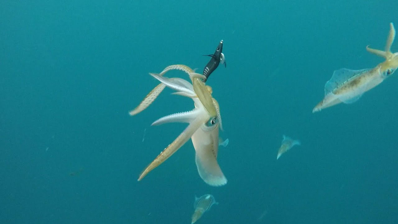 IFISH PROMO! Season 15 - Episode 2 - YouTube