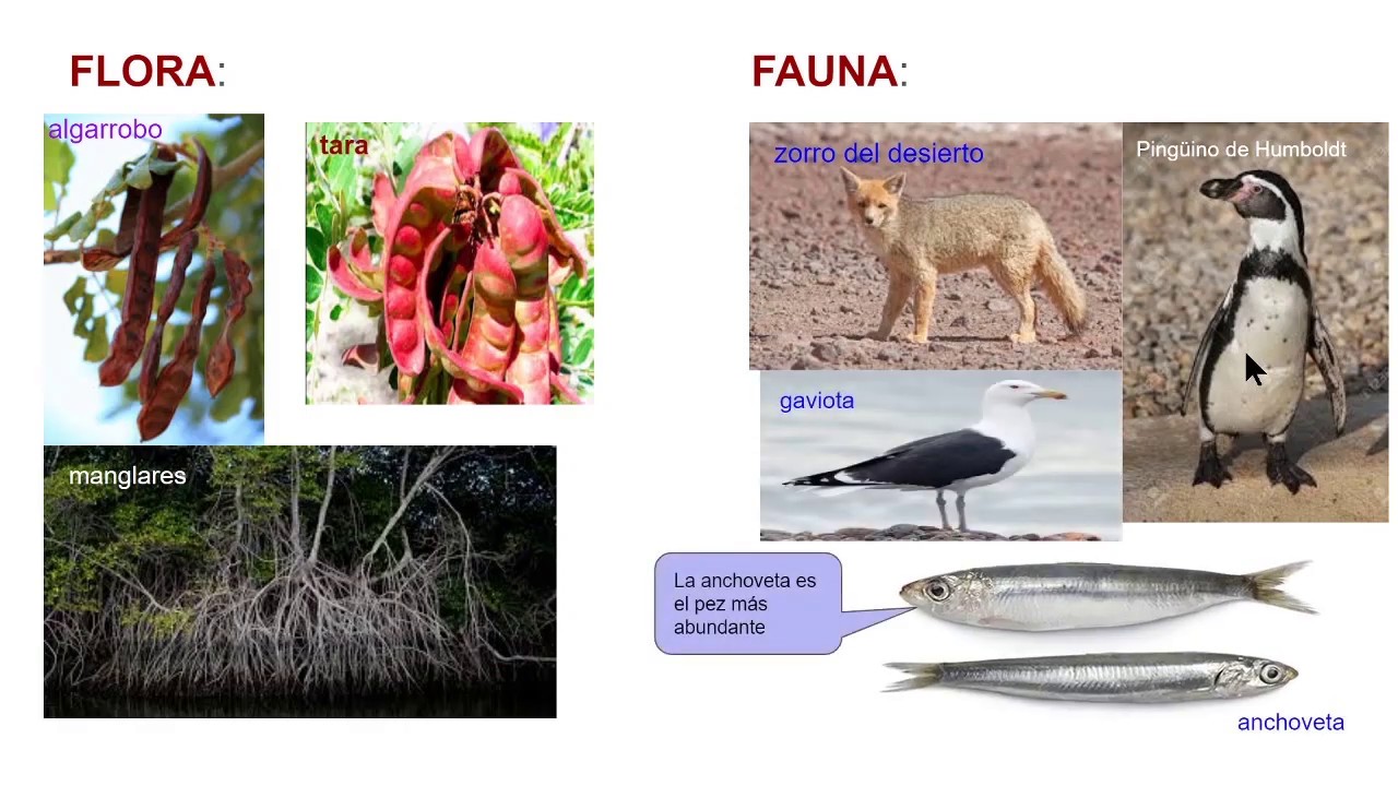 Top 158 + Flora y fauna de la costa - Anmb.mx