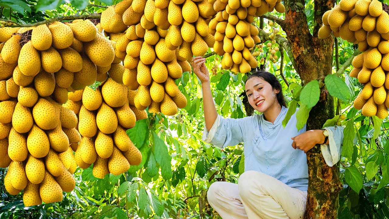 Harvesting BONBON Fruit and Bringing It to the Market to Sell - The ...