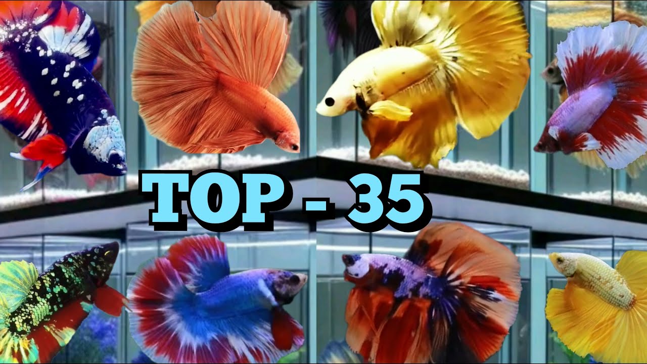 cool betta fish tanks 35 | most exotic fish | best community fish ...