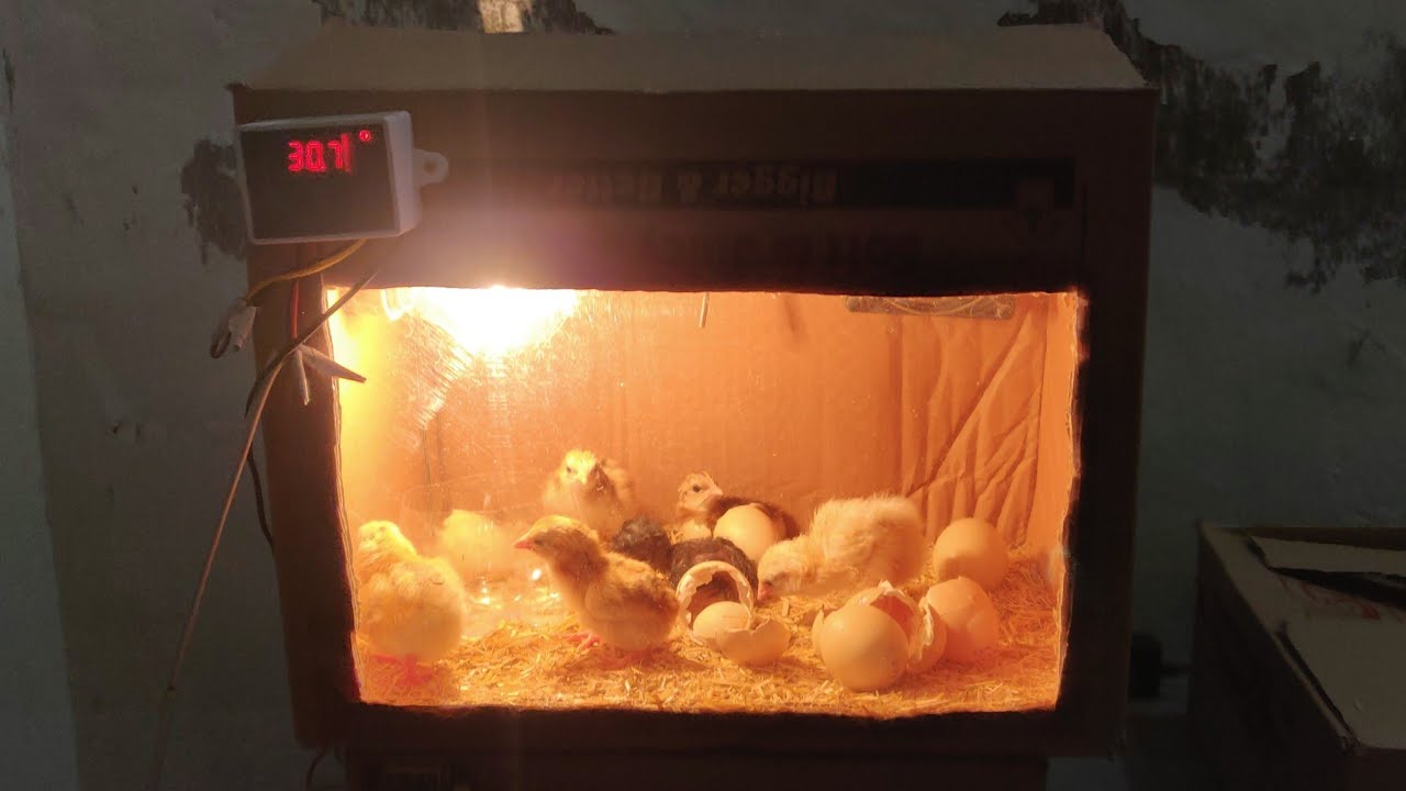 How to make a Incubator using cardboard - YouTube
