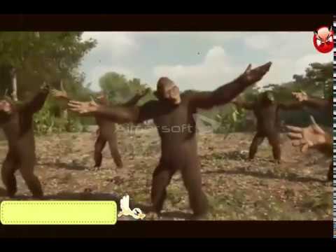 gulmeli video #10