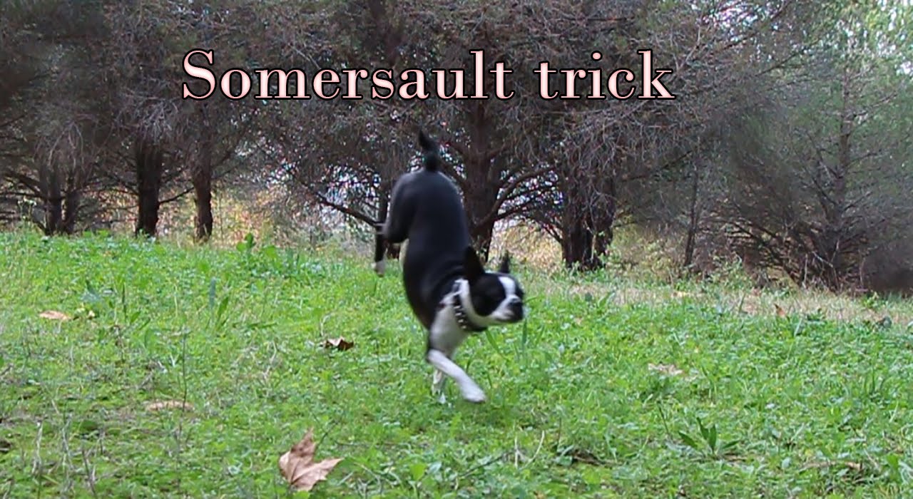 Somersault dog trick - YouTube