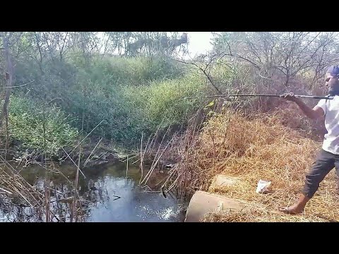 maral machli pakadna ka naya tarika||murrel machli ka shikar||murrel ...