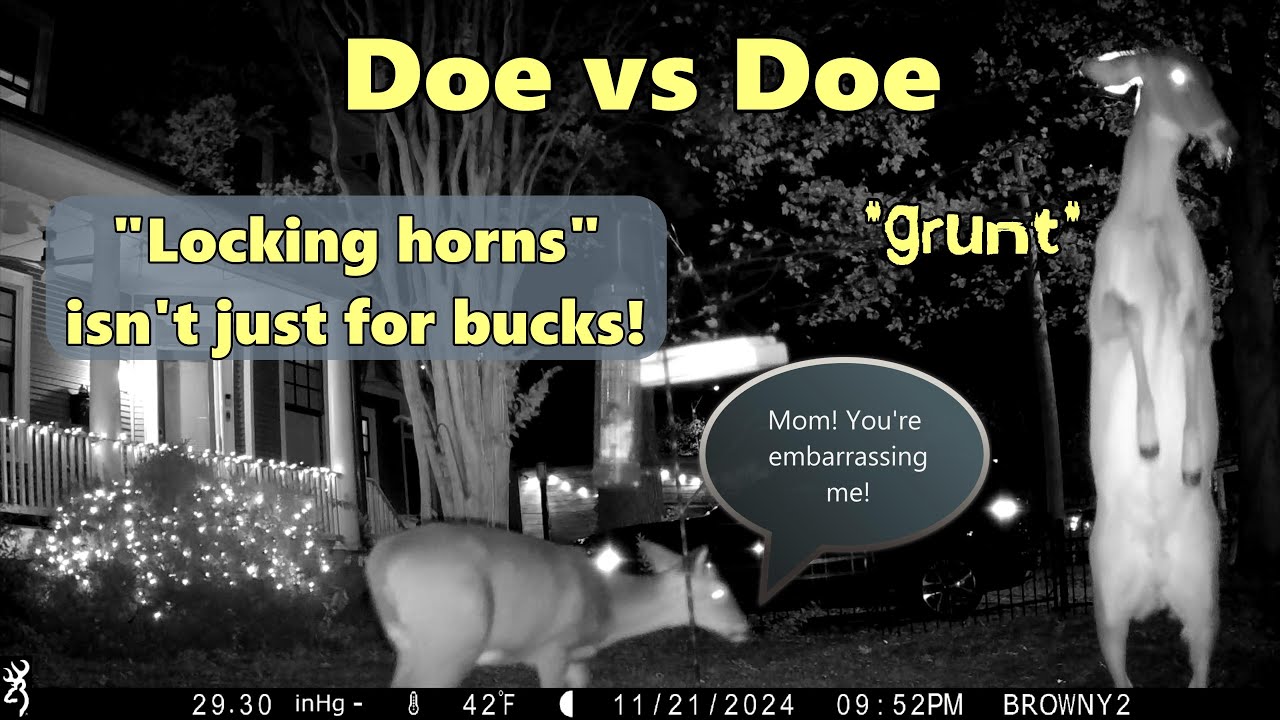 Oh, Deer... Doe vs Doe! - YouTube
