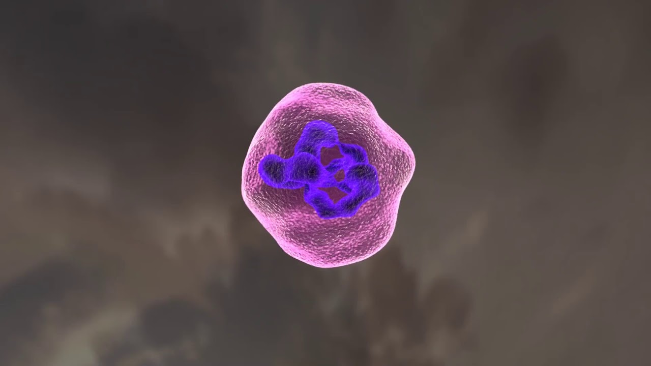 GMO cell lines: immortal cells - YouTube