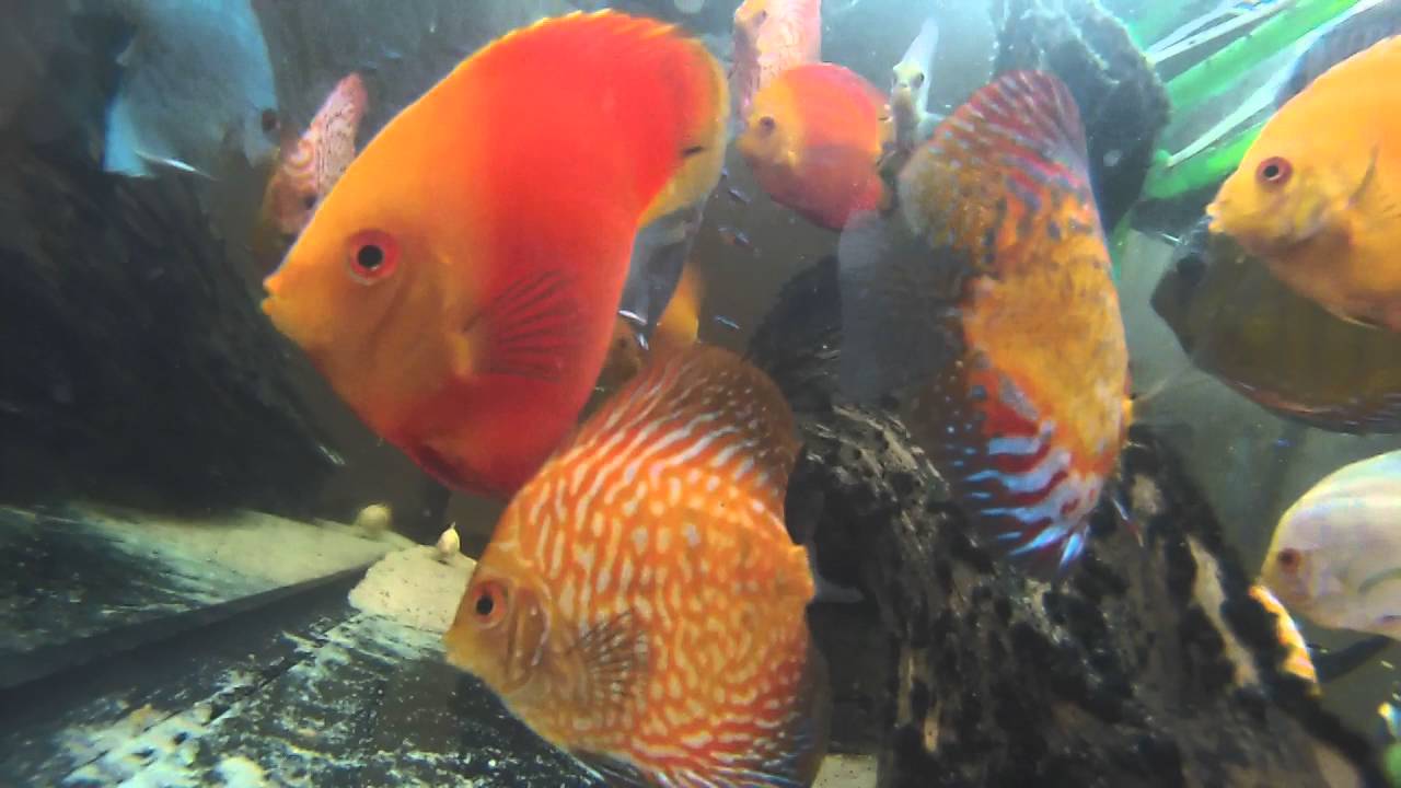 Happy Discus inn side tank feeding - YouTube