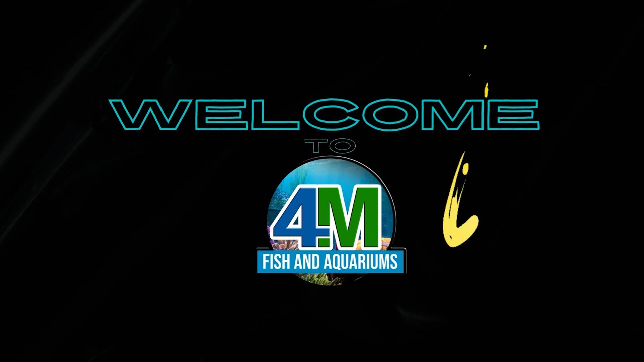4M Fish & Aquariums - Stock available 17-01-2023 - YouTube