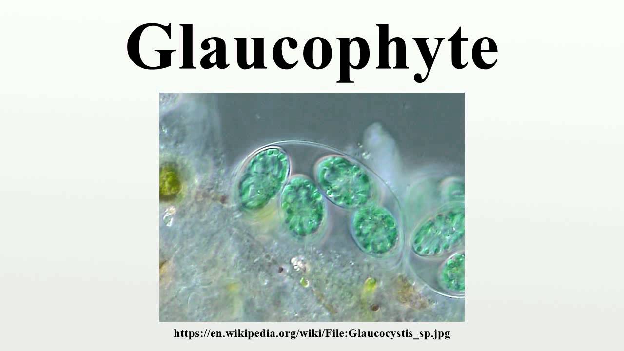 Glaucophyte - YouTube
