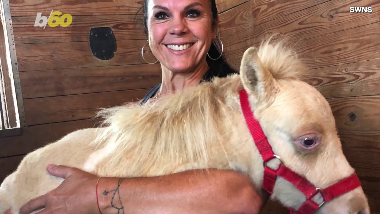 Team of Mini Rescue Horses Bring Smiles to Those in Need - YouTube