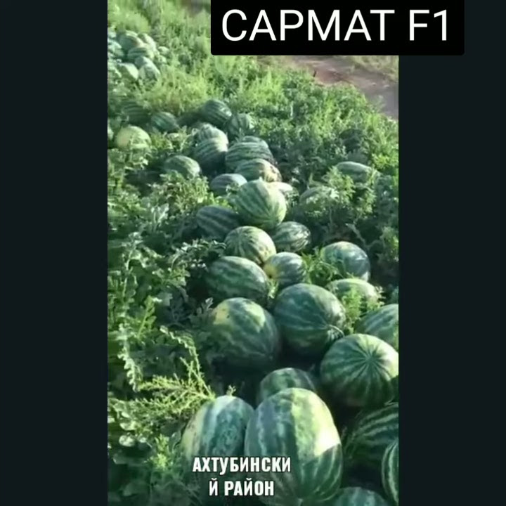 Сармат f1 - YouTube