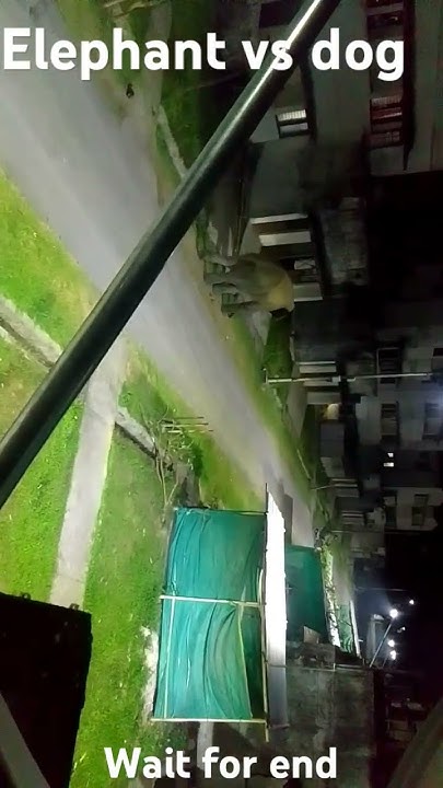 dog vs elephant #shorts #yotubeshorts #fight - YouTube