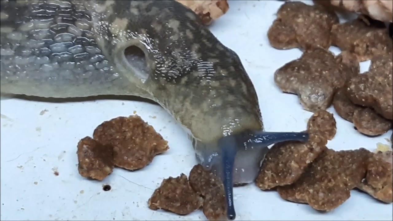 Are you a slug person? Slug goes wild for cat food - YouTube