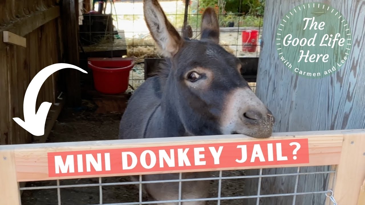 MINI DONKEY - Shelter and Safety - How we safely secure our Sicilian ...