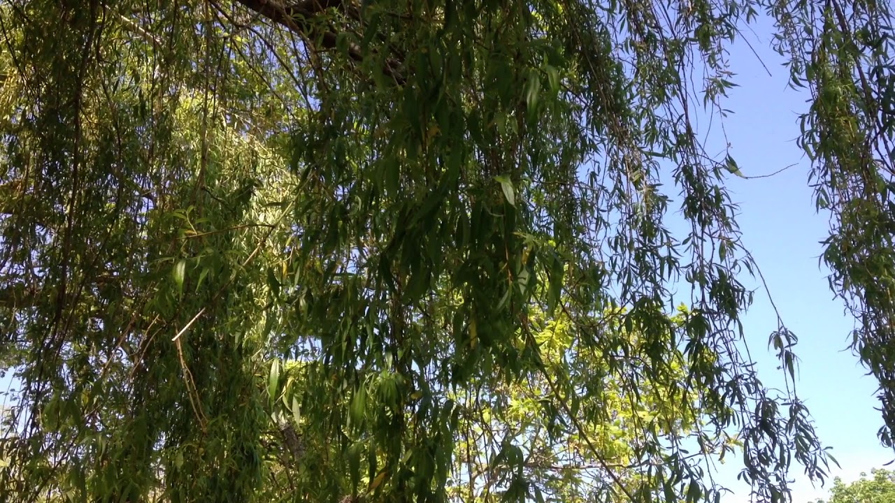 The birds in the willow tree - YouTube