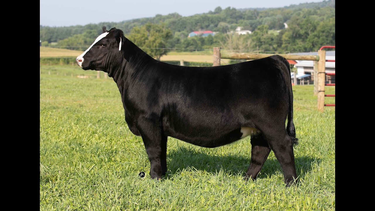 Lot 9 | KL Lemmon Cattle Co. - YouTube
